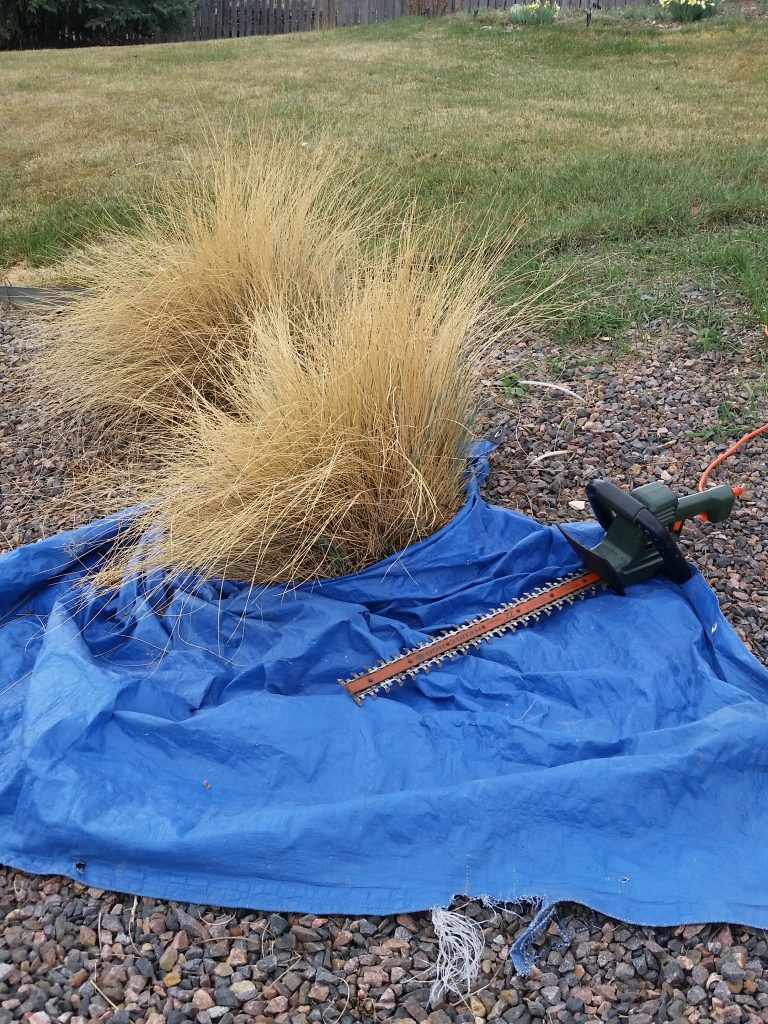 Cutting Back the Ornamental Grasses | Sundrops and Starflowers