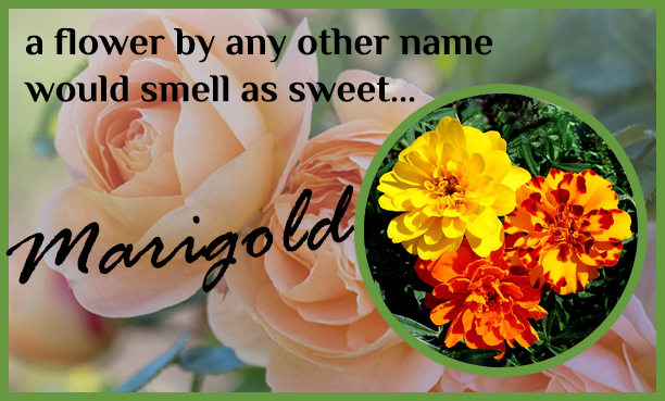 What's in a Name: Marigold | Sundrops and Starflowers