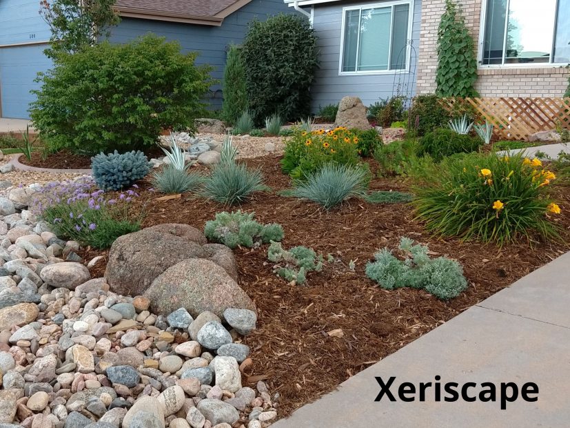 Xeriscape is not Zero-scape | Sundrops and Starflowers