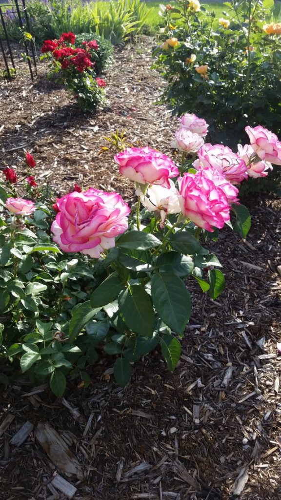 How to: Care for Roses in Northern Colorado | Sundrops and Starflowers