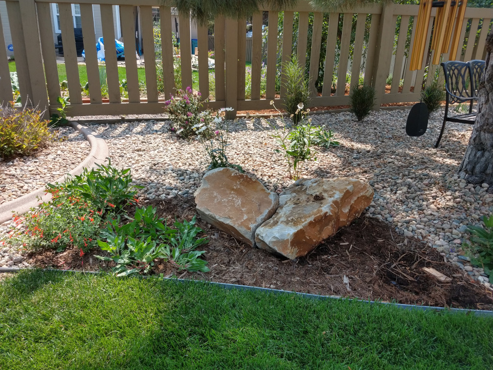 Paul Back Fenceline | Sundrops and Starflowers